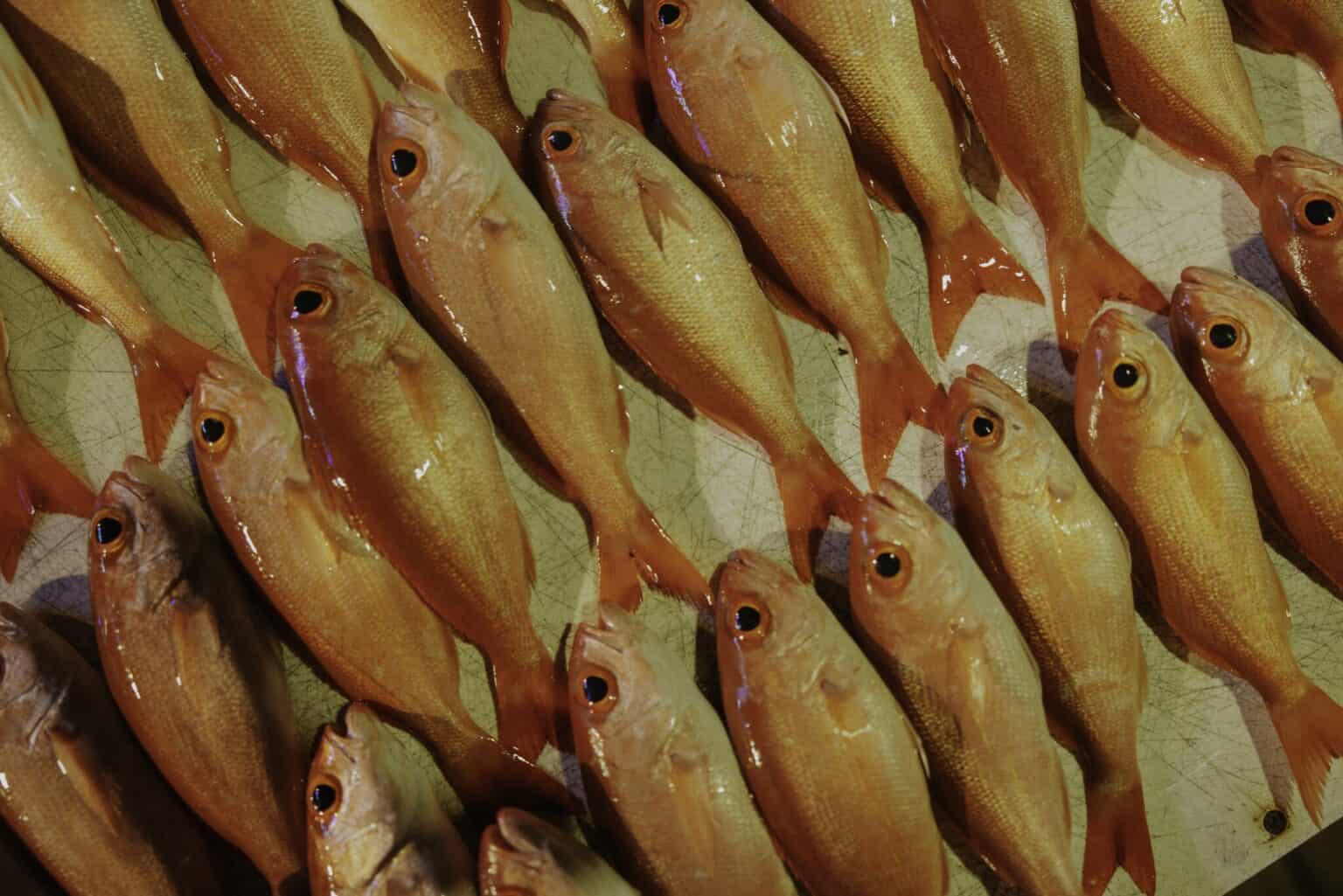 Top St. Thomas Fishing Charters | US Virgin Islands