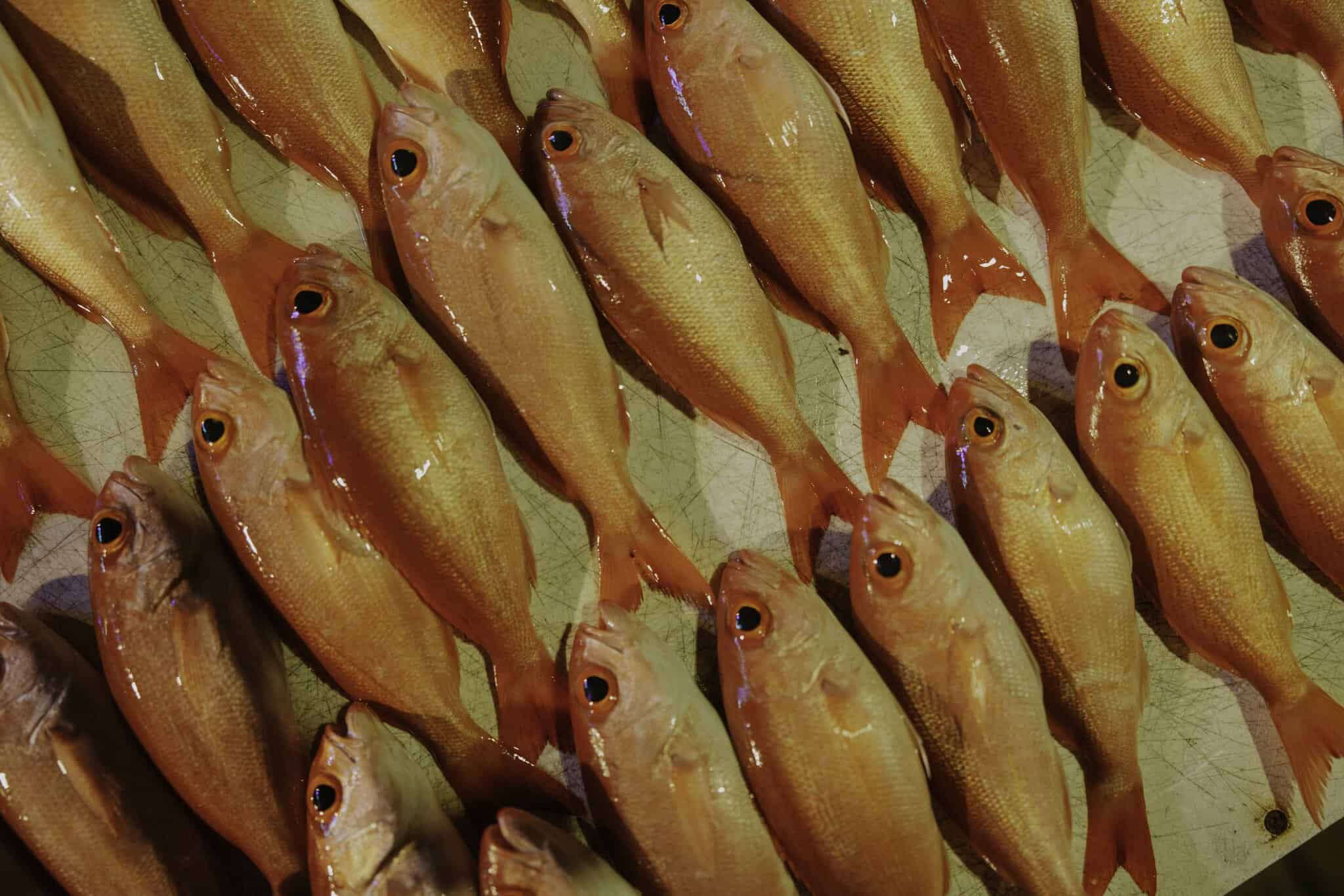 Top St. Thomas Fishing Charters | US Virgin Islands